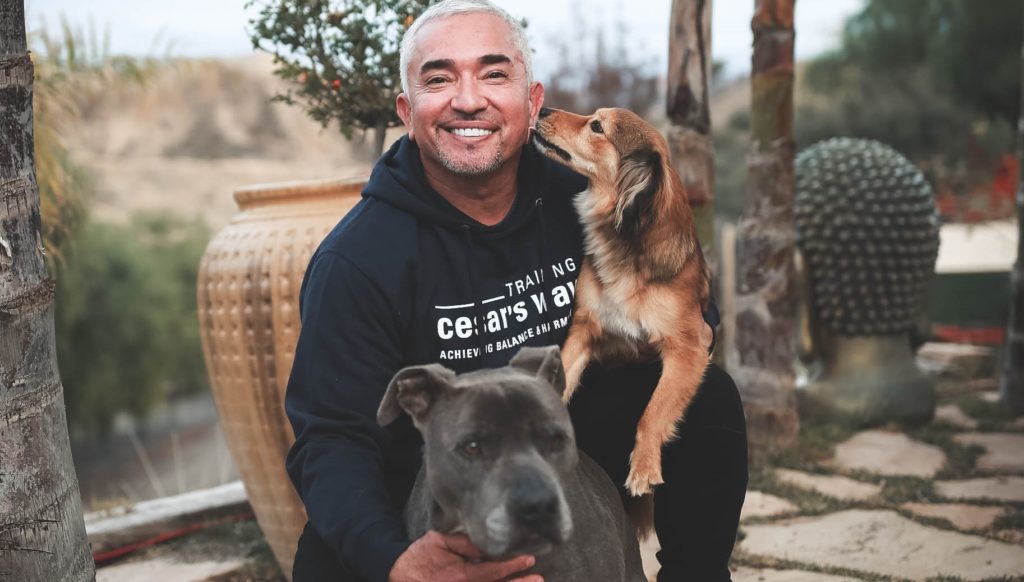 Een Schipperke in huis – de opvoeding – | Syl.via.sofie